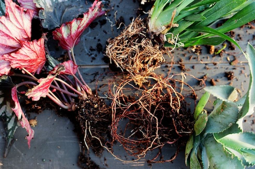 Build Your Own String Garden in 7 Steps - GOOD