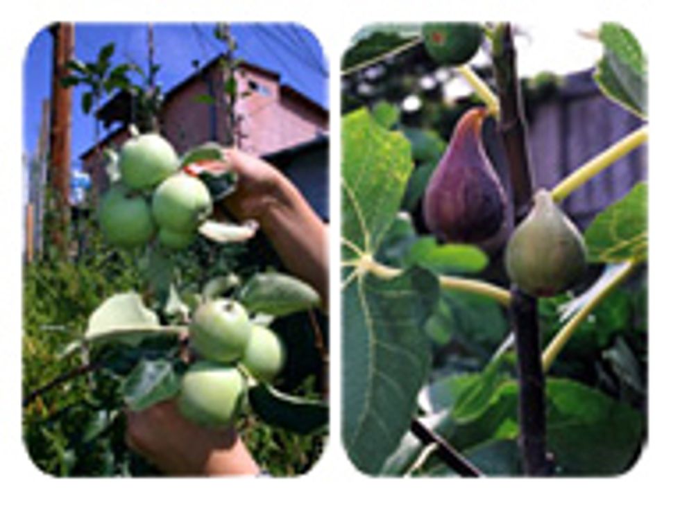 Food Grows On Trees! - GOOD