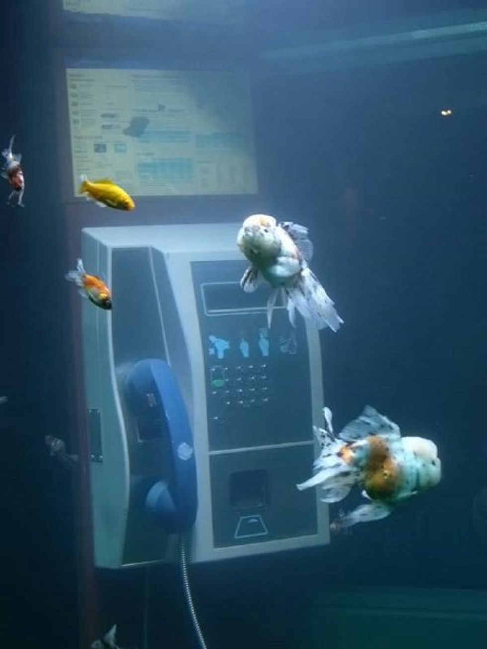 Image of the Day: Aquarium Phonebooth - GOOD