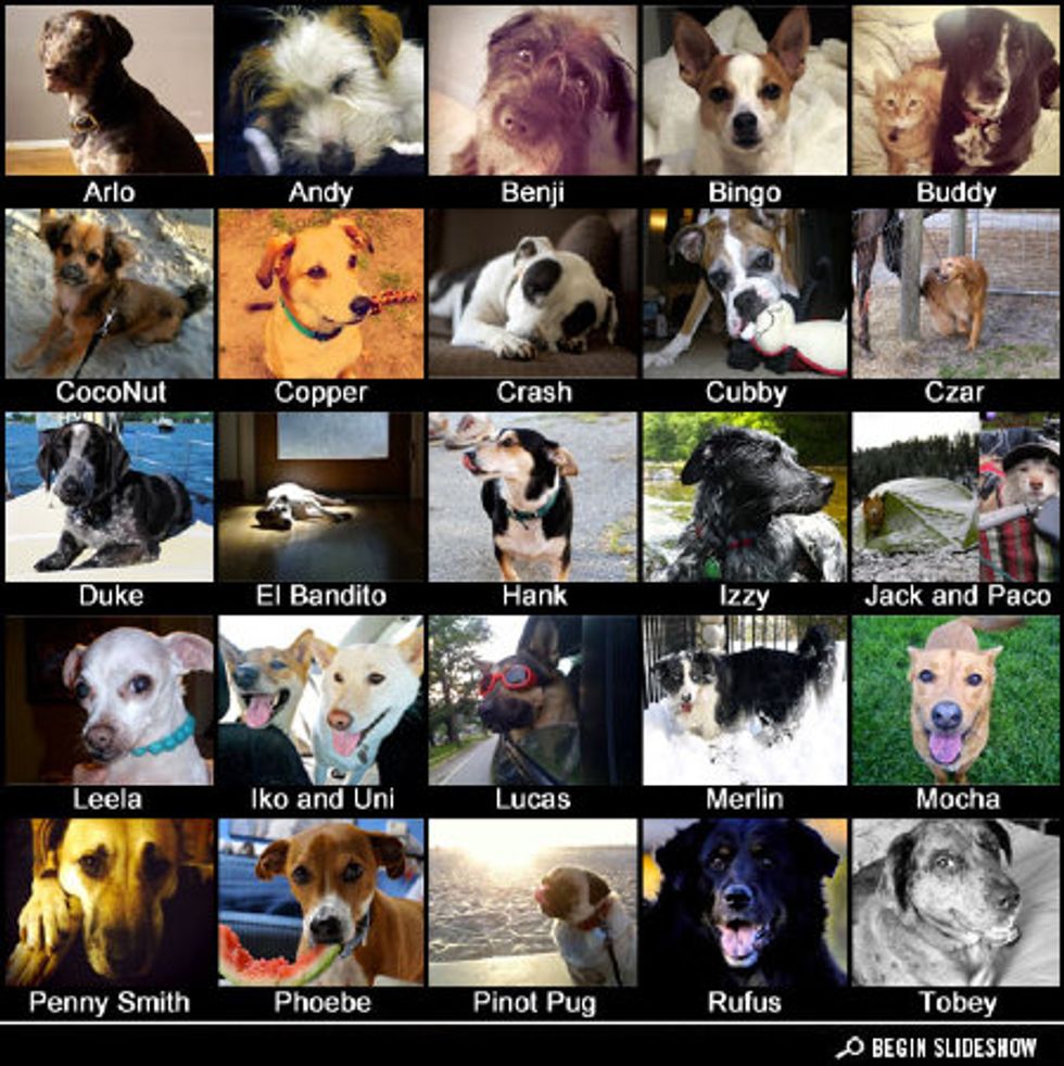 Winners: Share Your Best Dog Photo! - GOOD