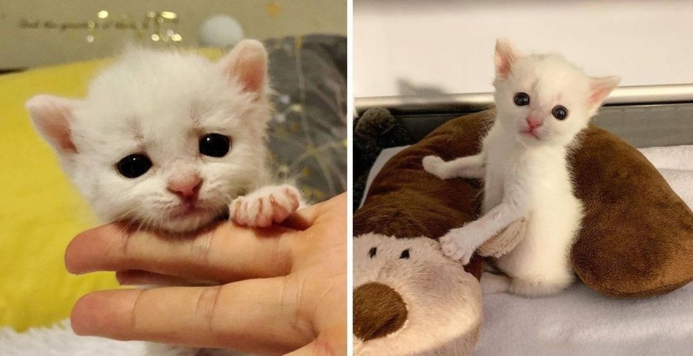 Deaf Kitten Adopted by 2 Deaf Cats - His Life is Forever Changed - Love ...