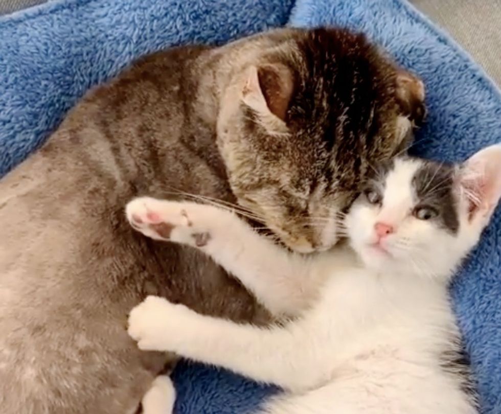 Cat Finds Love in Rescued Kittens After Living a Rough Life on the ...