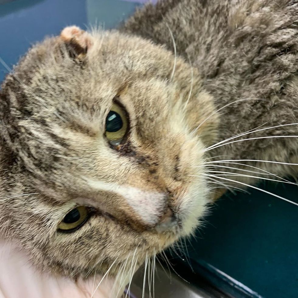 Cat Finds Love in Rescued Kittens After Living a Rough Life on the ...