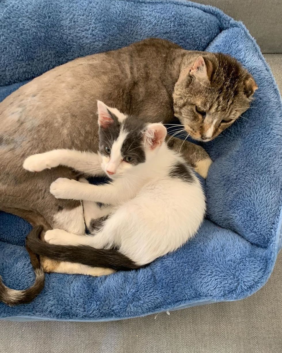 Cat Finds Love in Rescued Kittens After Living a Rough Life on the ...