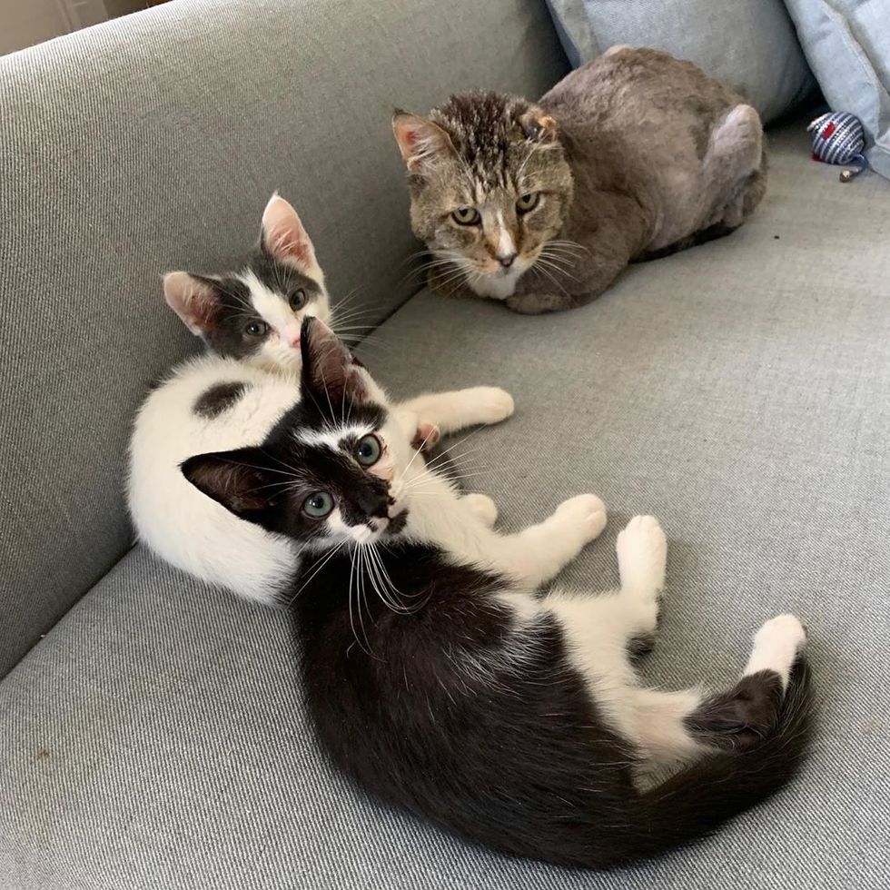 Cat Finds Love in Rescued Kittens After Living a Rough Life on the ...