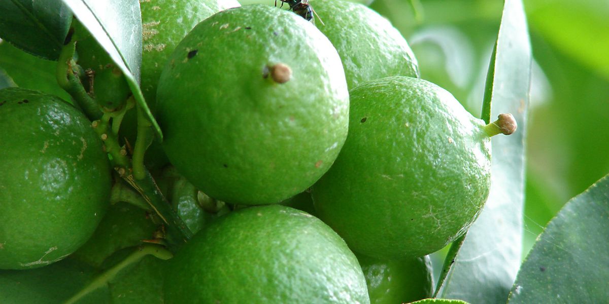 How are Florida's key limes different from regular ones? - It's a ...