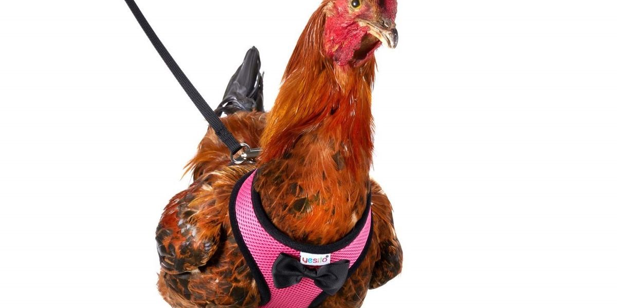 You can take your chicken on a walk with this chicken harness, and we ...