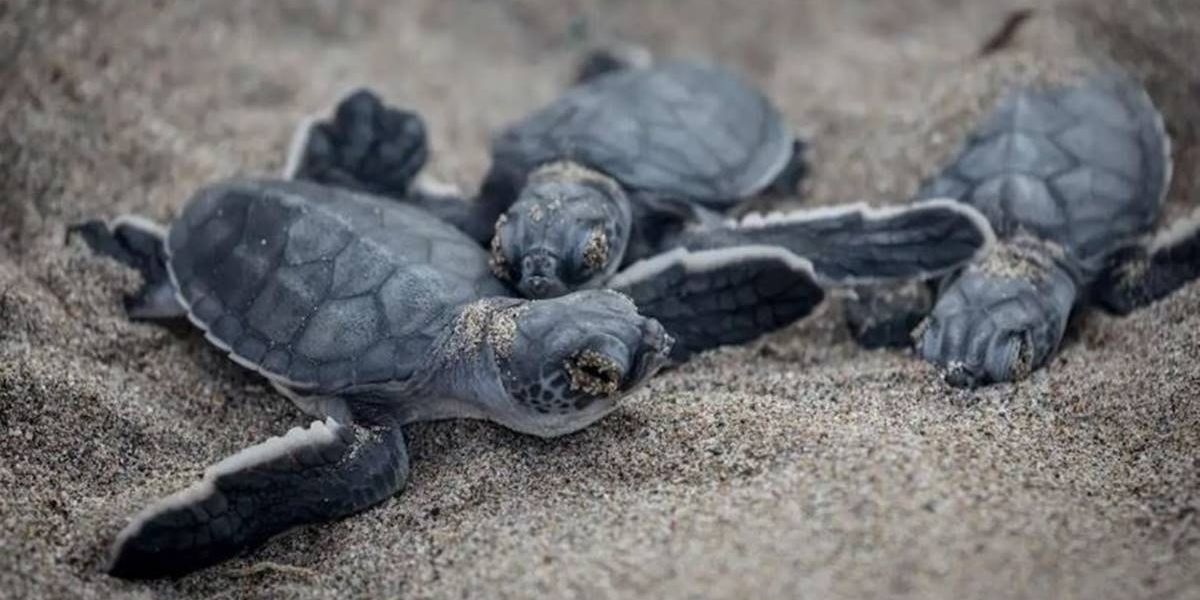 Endangered sea turtles are laying eggs at record pace along Georgia ...