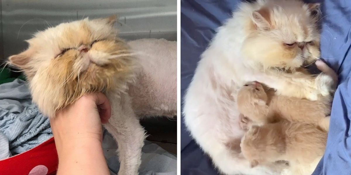 Cat is So Happy When Someone Finally Rescued Her from the Streets ...