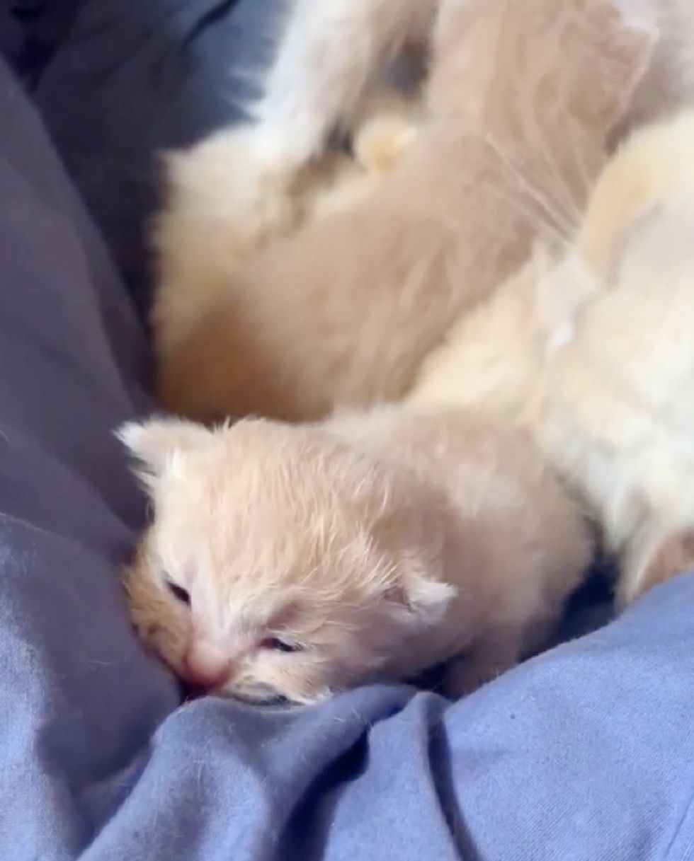 Cat is So Happy When Someone Finally Rescued Her from the Streets ...