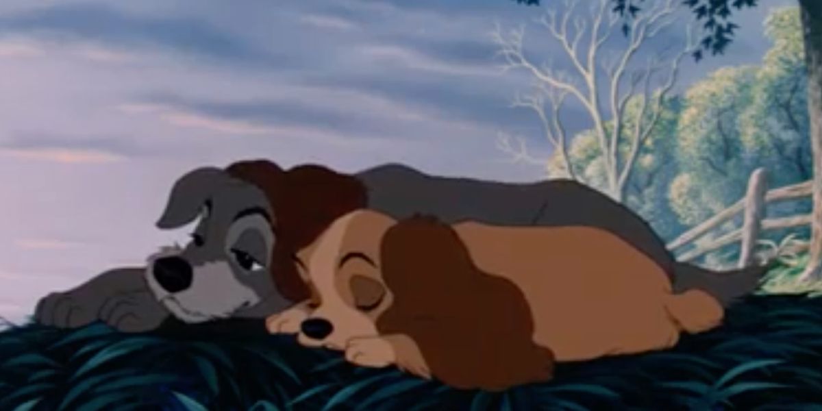 Scruffy rescue dog becomes star of live-action 'Lady and the Tramp ...