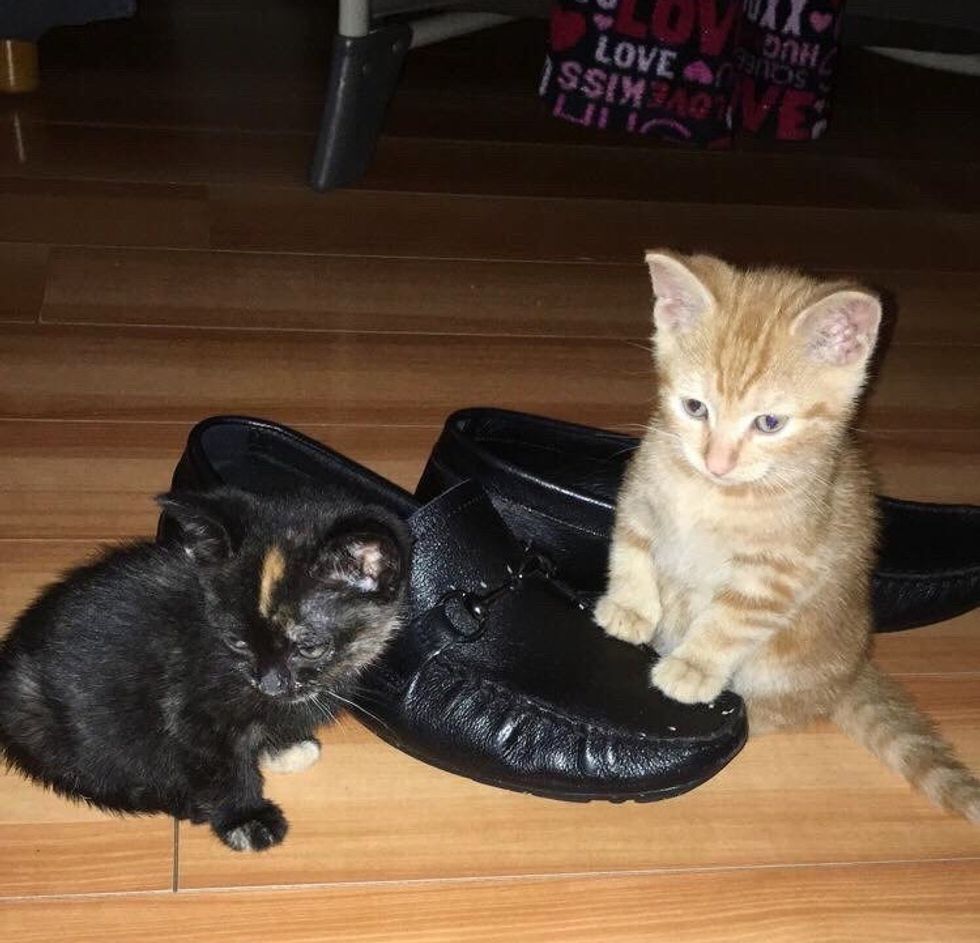 Workers Found Kittens Under Trailer and Knew They Had to Help - Love Meow