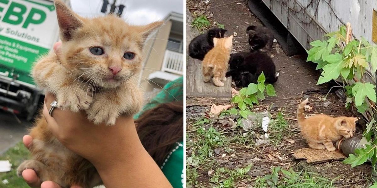Workers Found Kittens Under Trailer and Knew They Had to Help - Love Meow
