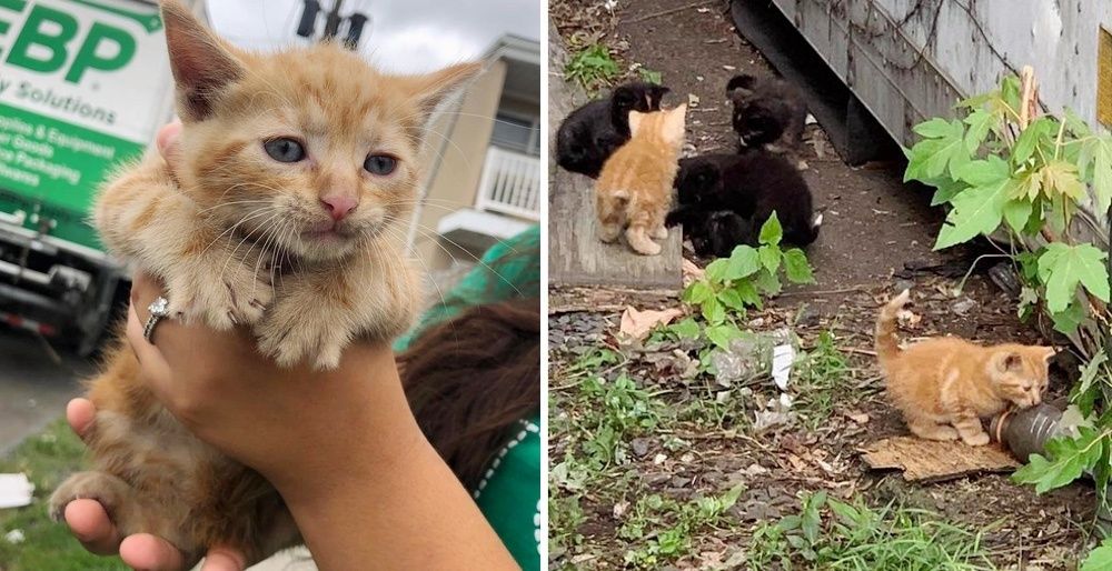 Workers Found Kittens Under Trailer and Knew They Had to Help - Love Meow