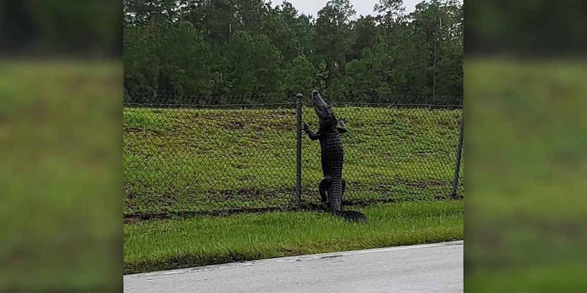 Gator caught on camera scaling a fence in Florida - It's a Southern Thing
