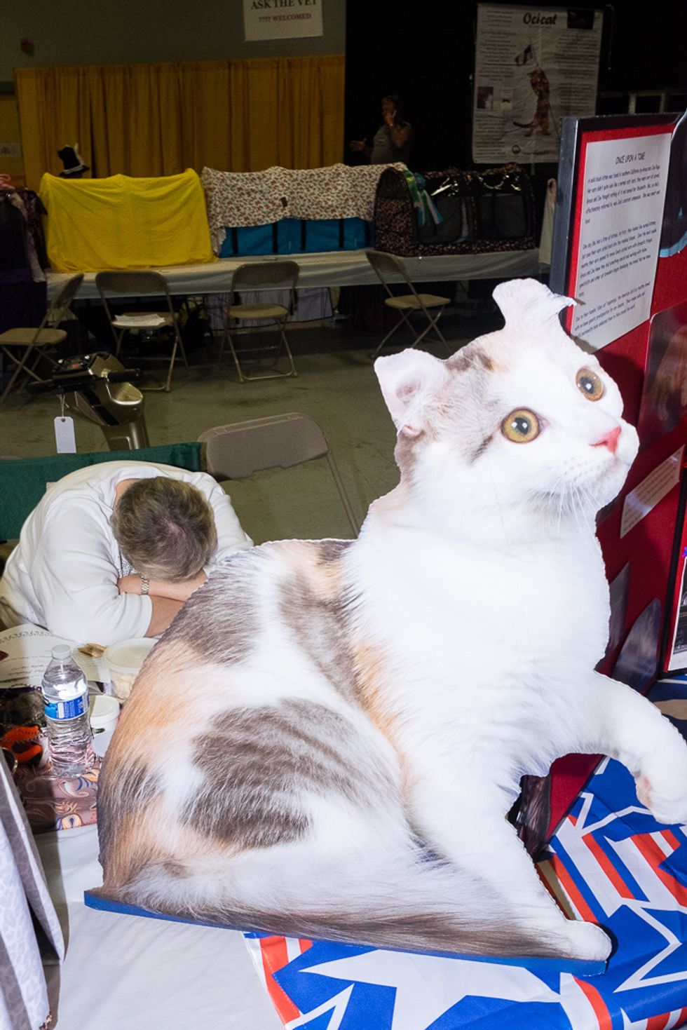 Inside the Convention for Hardcore Cat Lovers - PAPER Magazine