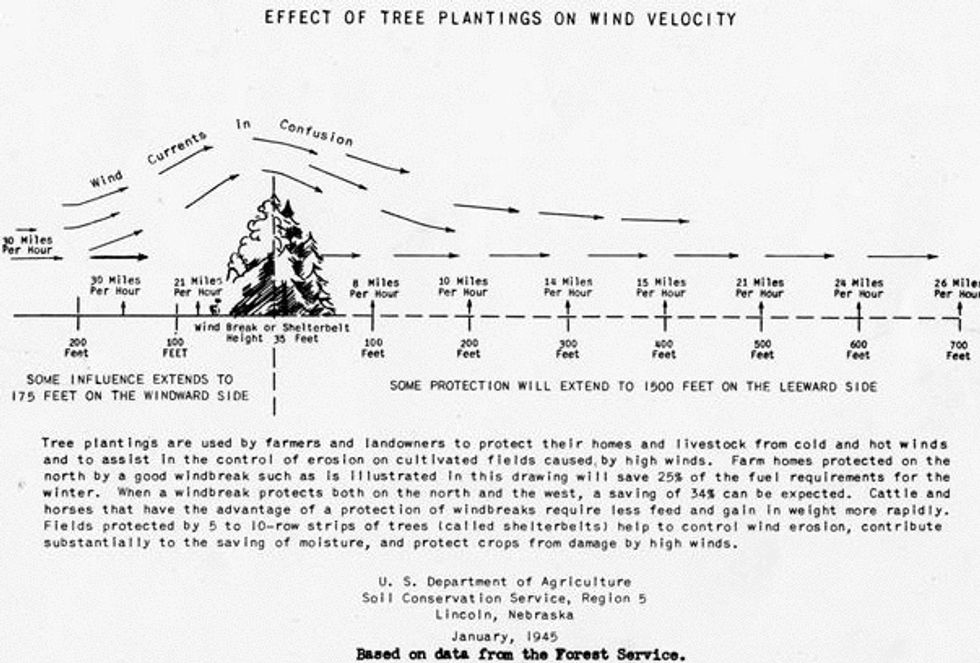 FDR planted trees during the last climate crisis - Upworthy