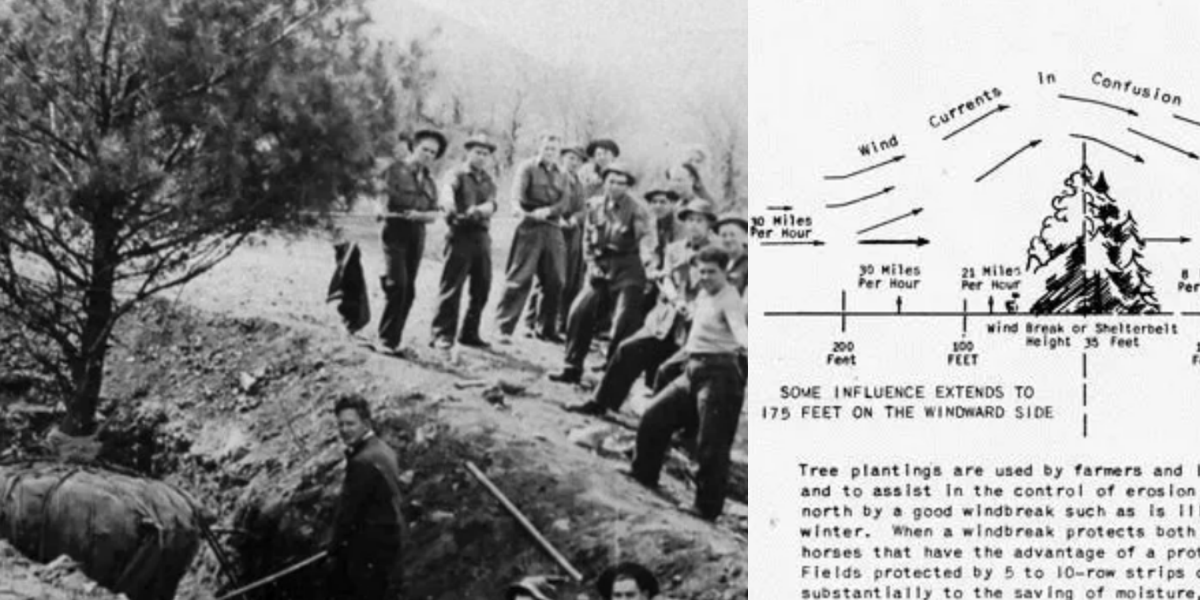 FDR planted trees during the last climate crisis - Upworthy