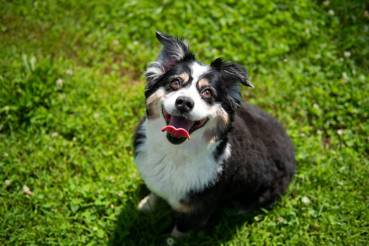 Callie - Lexington, Ky. - It's a Southern Thing