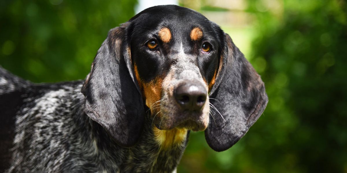 Meet the Southern pups that won the national 'All-American dogs ...