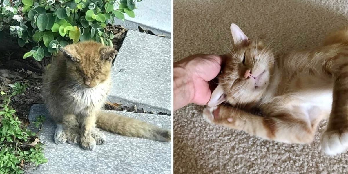 Stray Kitten Gets Help to See Again and is Transformed into a Beautiful ...