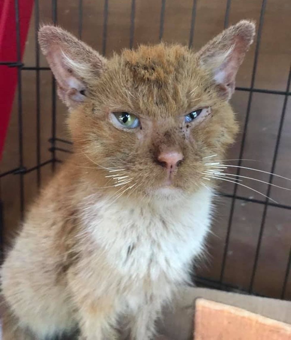 Stray Kitten Gets Help to See Again and is Transformed into a Beautiful ...