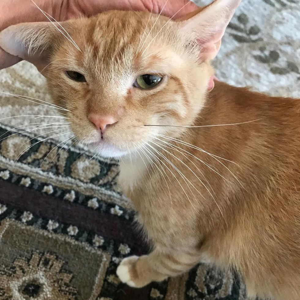 Stray Kitten Gets Help to See Again and is Transformed into a Beautiful ...