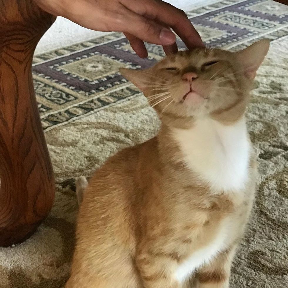 Stray Kitten Gets Help to See Again and is Transformed into a Beautiful ...