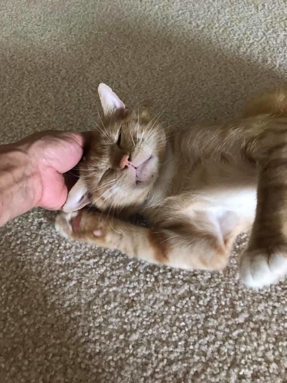 Stray Kitten Gets Help to See Again and is Transformed into a Beautiful ...