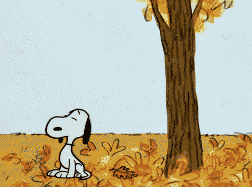 The Best Things About Fall