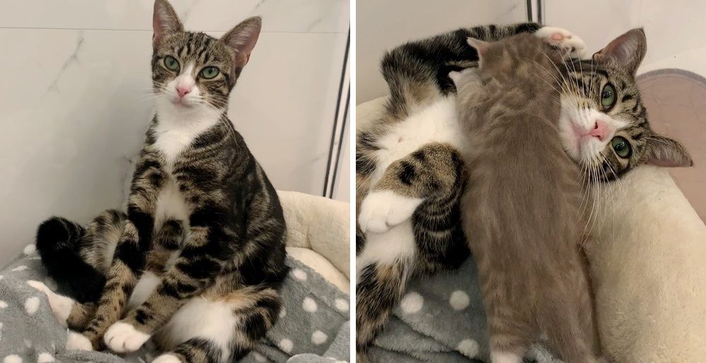 Cat So Happy to Find Help for Her Kittens After They Were Rescued from ...