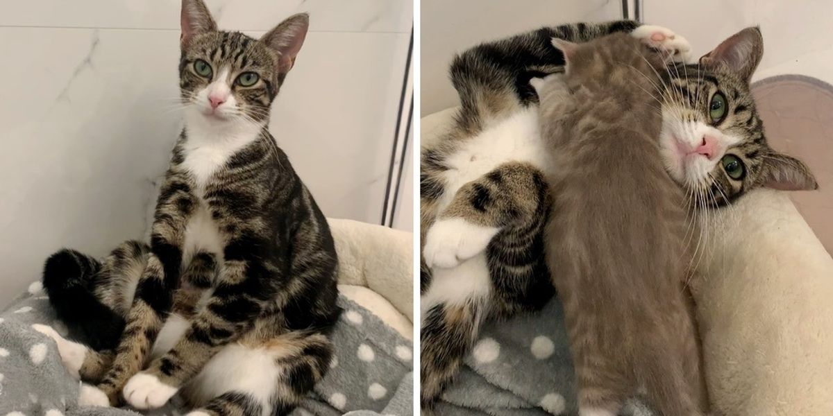 Cat So Happy to Find Help for Her Kittens After They Were Rescued from ...