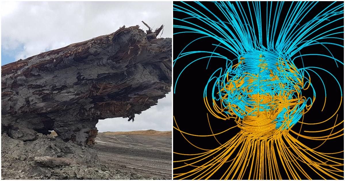 An ancient tree is the first ever found to have a record of Earth's ...