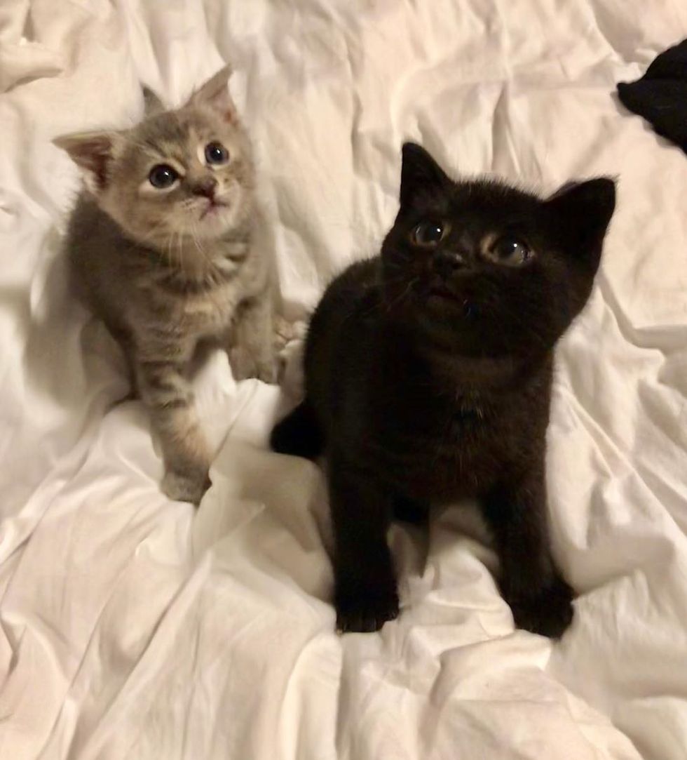 Woman Went to Rescue Kitten But Found Another One Just Half the Size ...