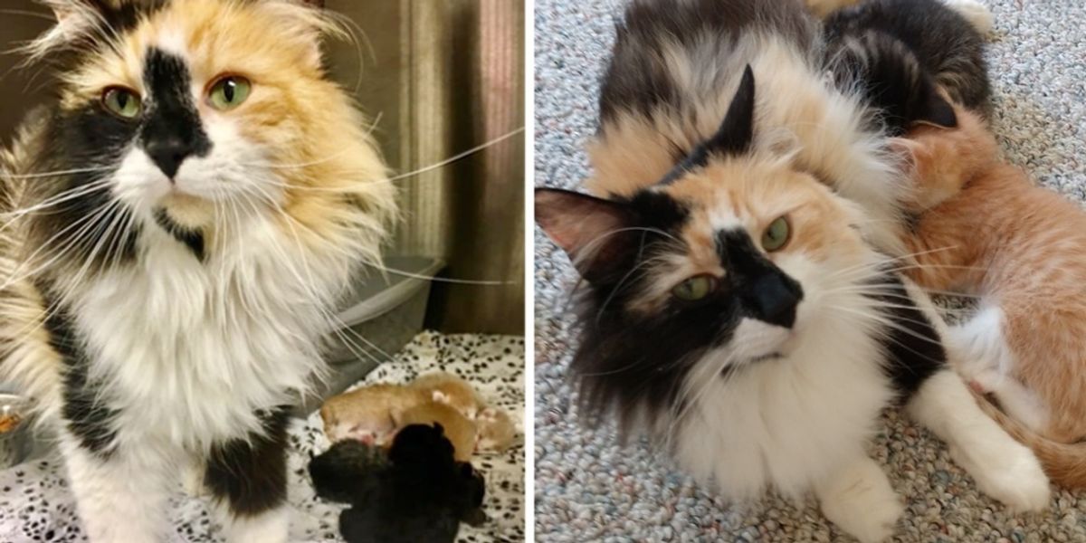 Stray Cat Brought to Clinic in a Carrier - Staff are Surprised to Find ...