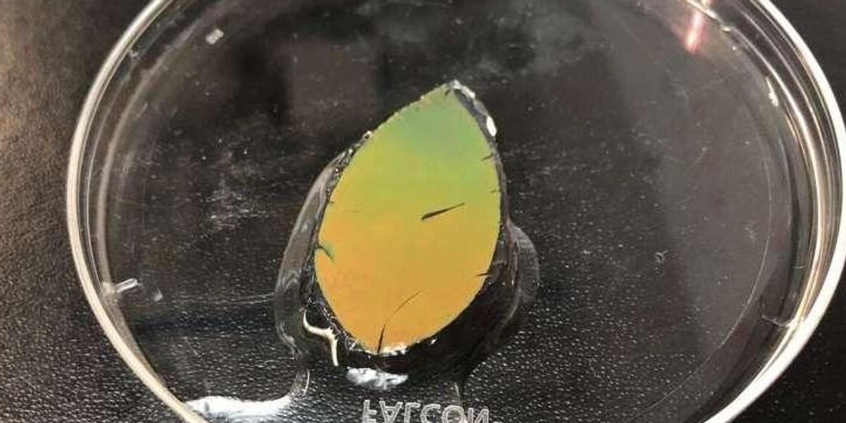 Borrowing from nature, scientists made a color-changing skin - Gearbrain