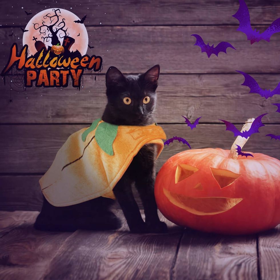15 pet costumes perfect for Halloween - It's a Southern Thing