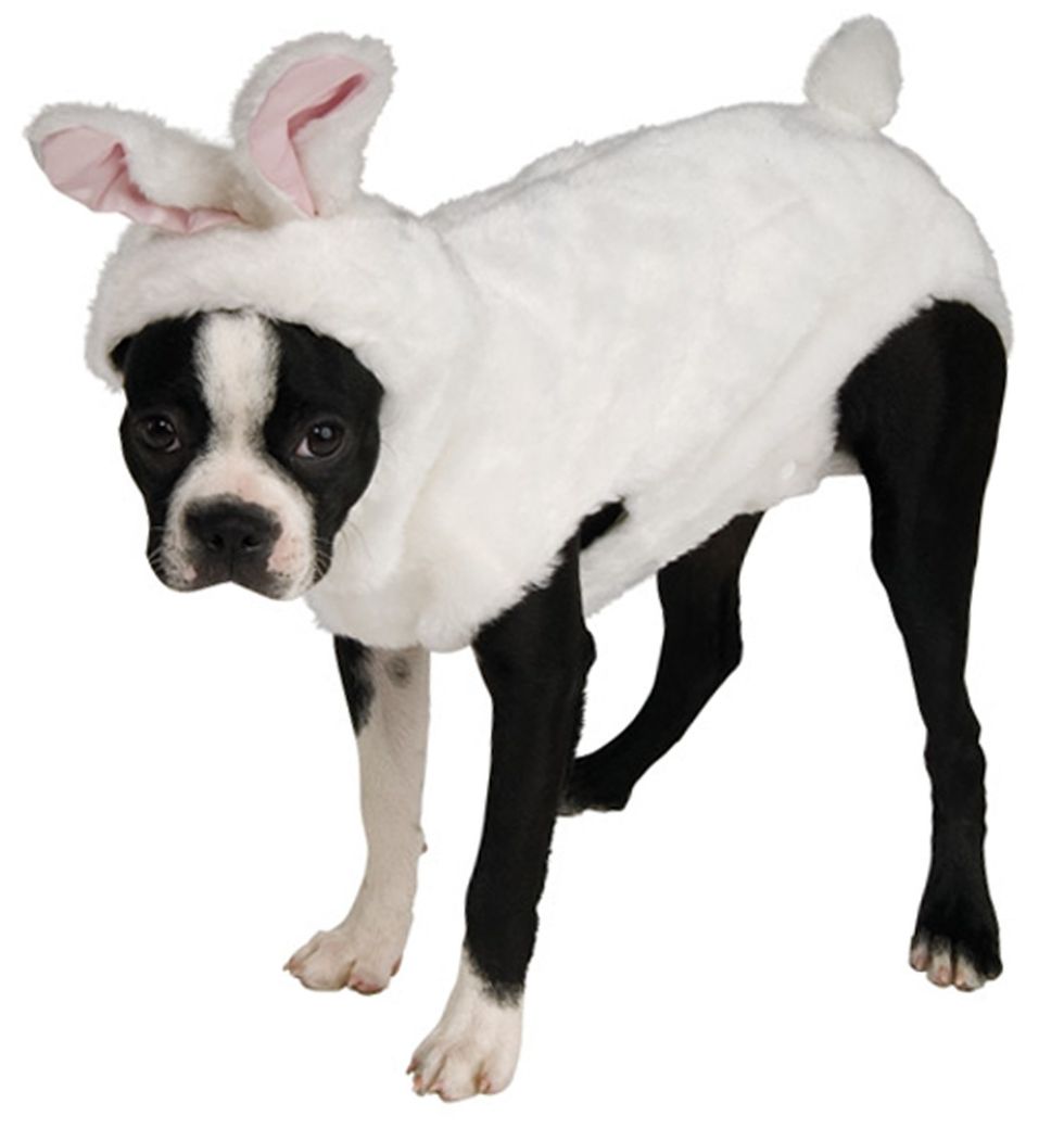 15 pet costumes perfect for Halloween - It's a Southern Thing