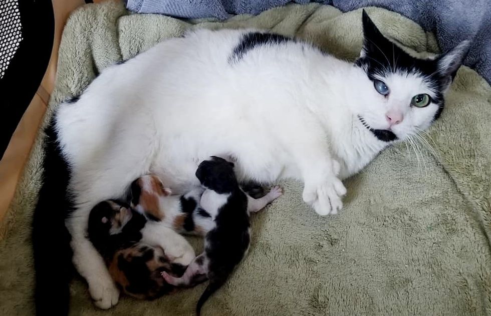 Cat is So Happy When Her Preemie Kittens Get Help from Rescuers Just in ...