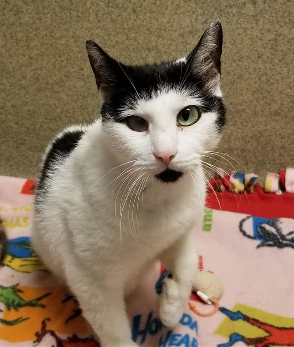 Cat is So Happy When Her Preemie Kittens Get Help from Rescuers Just in ...