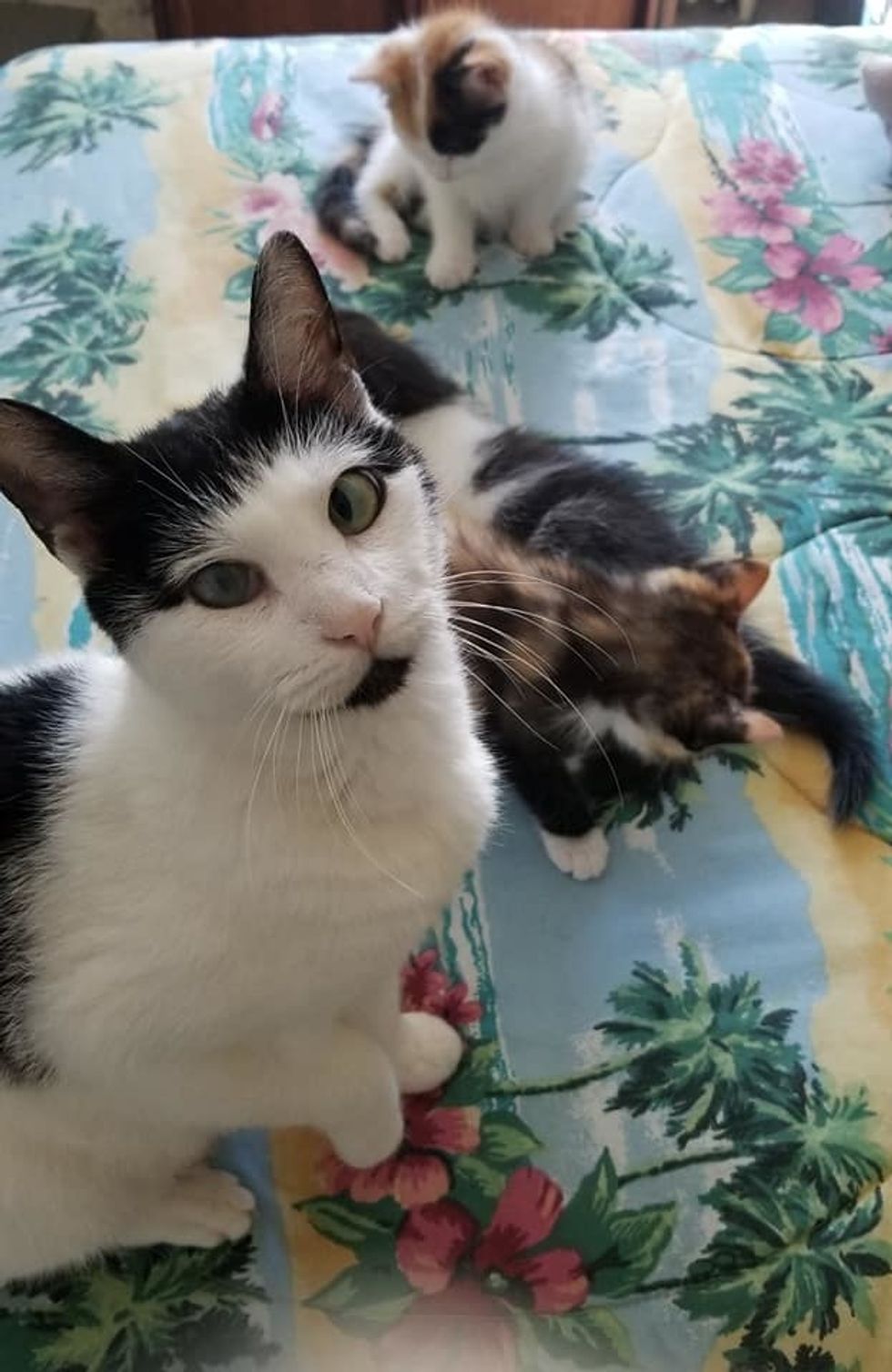 Cat is So Happy When Her Preemie Kittens Get Help from Rescuers Just in ...