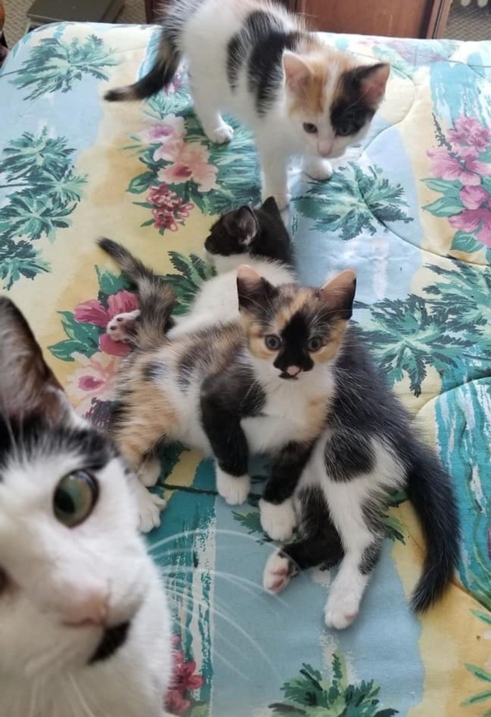 Cat is So Happy When Her Preemie Kittens Get Help from Rescuers Just in ...