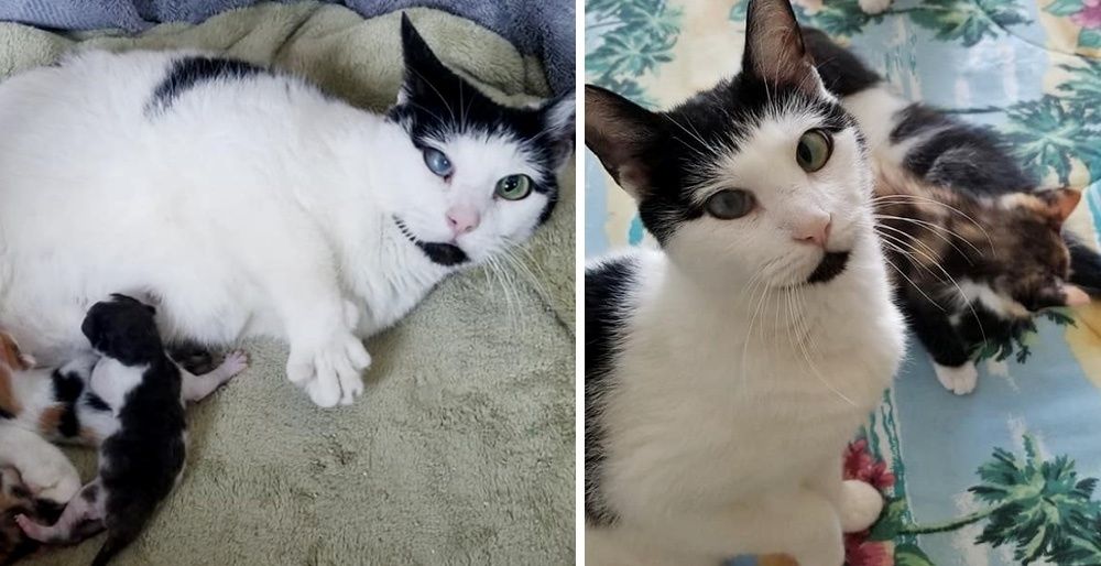 Cat is So Happy When Her Preemie Kittens Get Help from Rescuers Just in ...