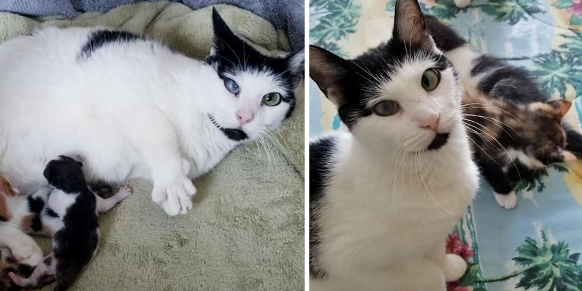Cat is So Happy When Her Preemie Kittens Get Help from Rescuers Just in ...