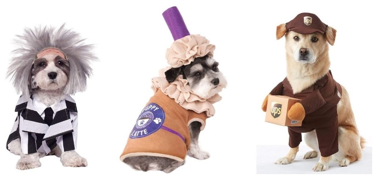 15 pet costumes perfect for Halloween - It's a Southern Thing