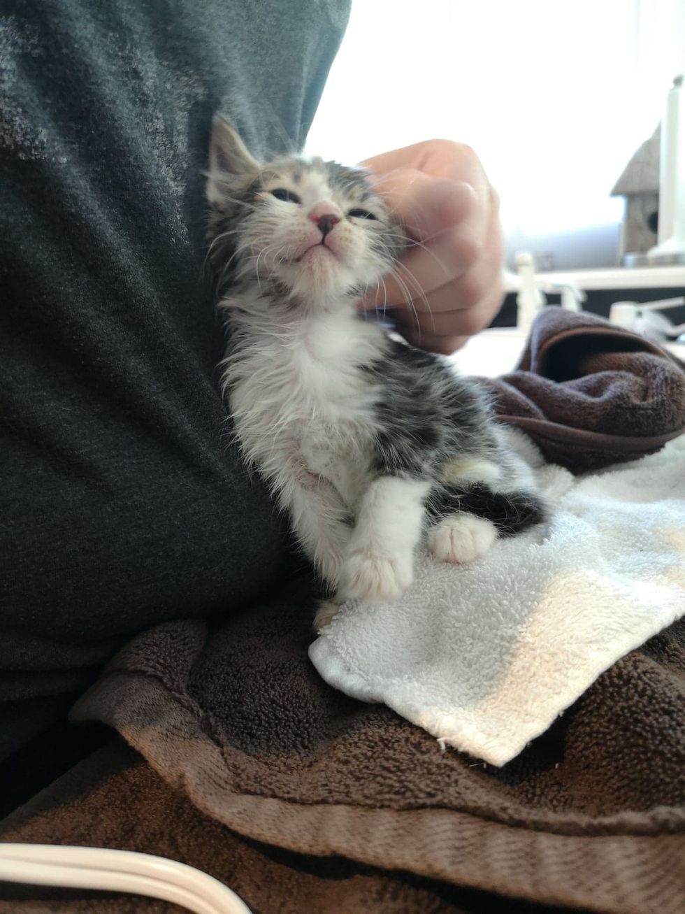 Rescuers Save Kittens from a Shed and Come Back for Cat Mom to Reunite ...