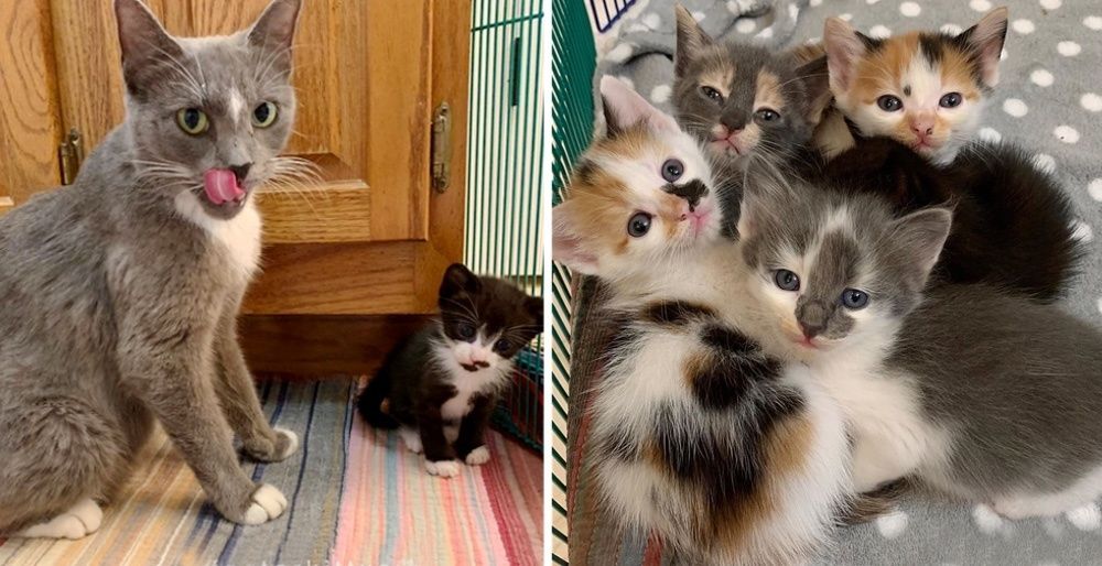 Stray Cat Protects Her Kittens from Rough Conditions Until Rescue ...