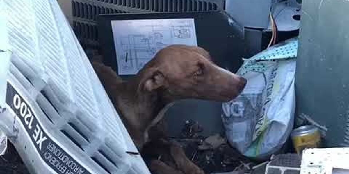 Florida rescue caring for 'Miracle' dog found alive in Bahamas rubble ...