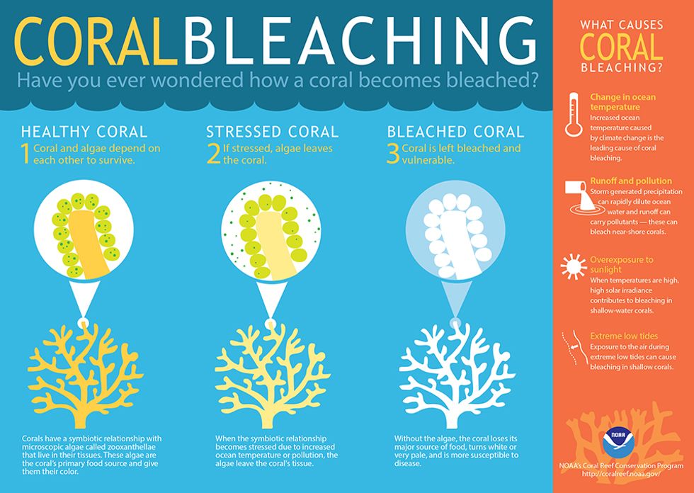 Your Sunscreen Is Slowly Killing The Oceans Coral Reefs Second Nexus