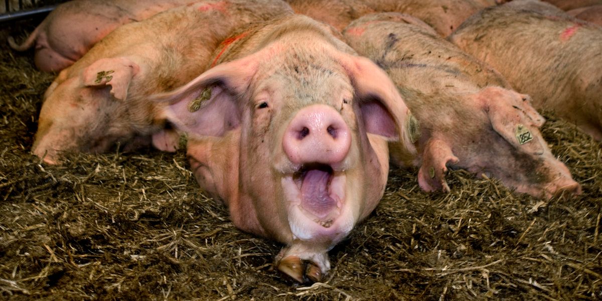 Longtime 'ethical' vegetarian eats one burger, doesn't look back as she ...